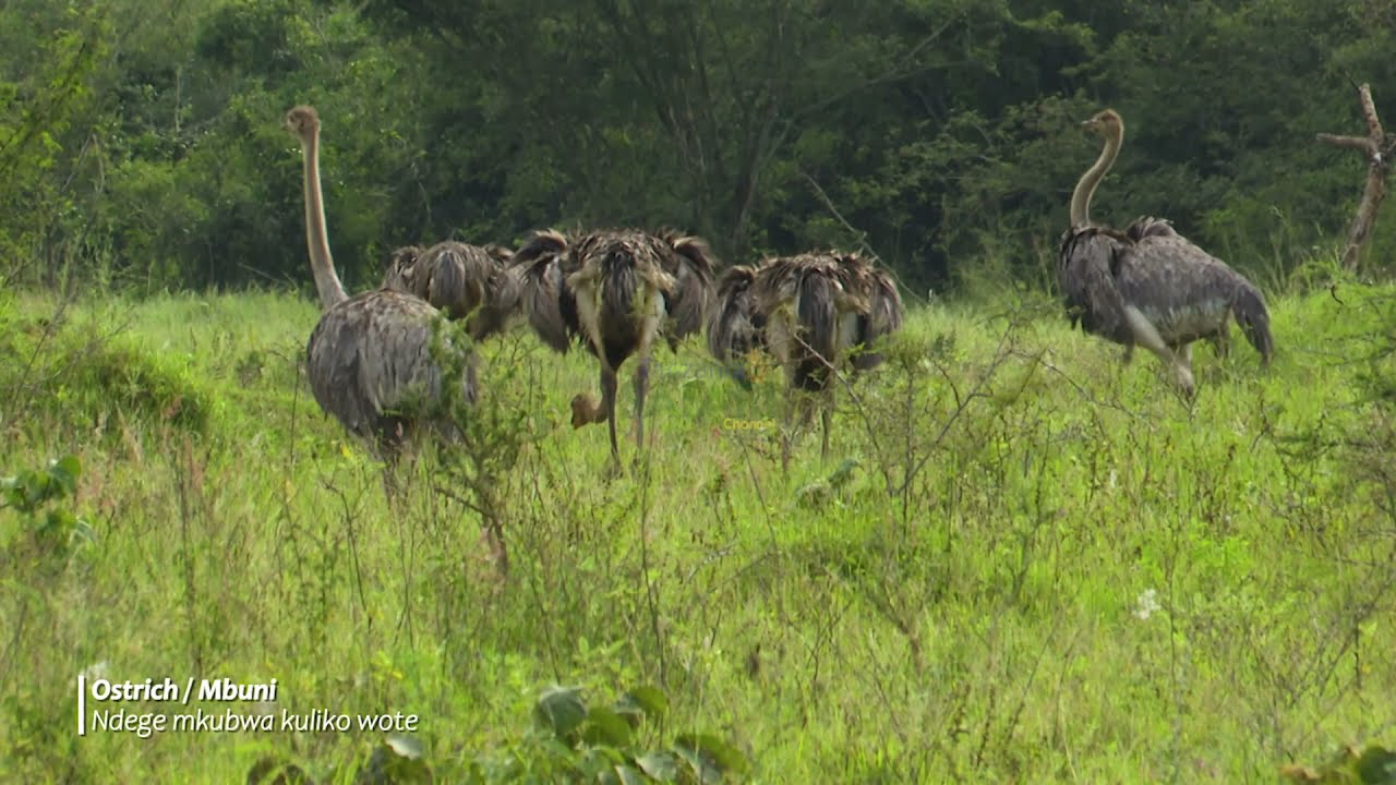 MJUE MBUNI, NDEGE MKUBWA KULIKO WOTE DUNIANI - YouTube