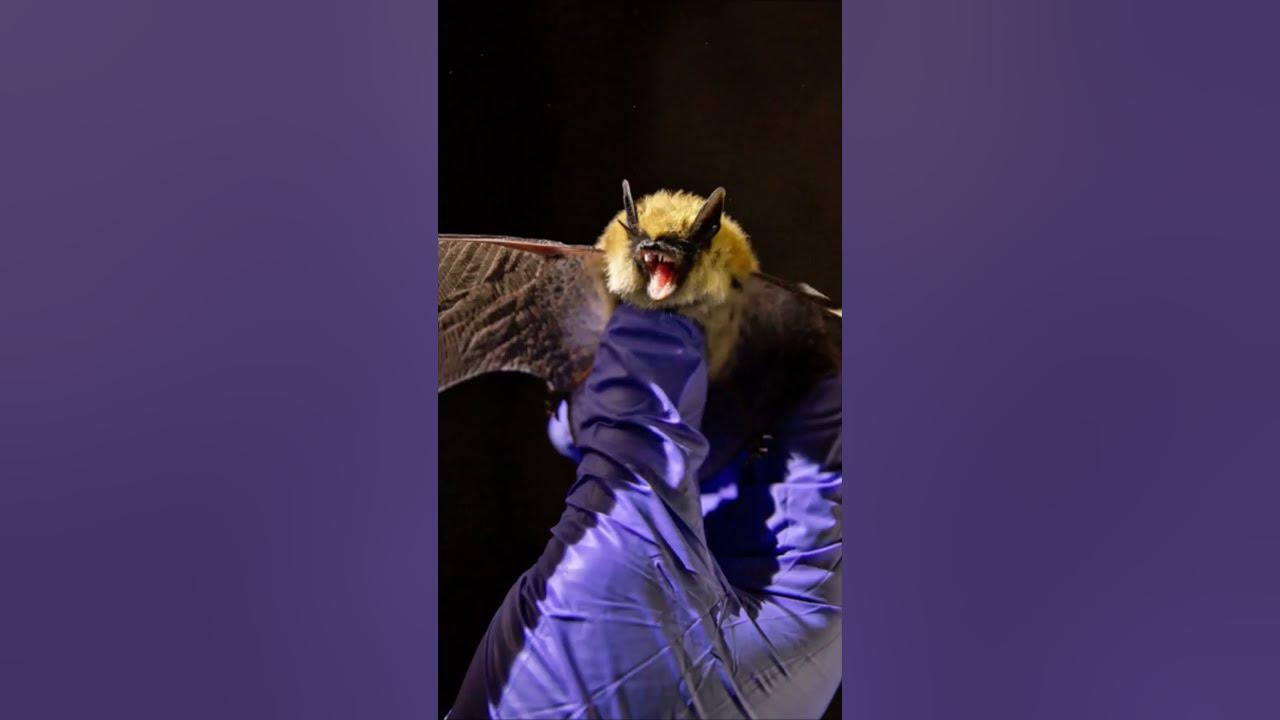 Rabies Short Urdu Video YouTube rabies-short-urdu-video-youtube