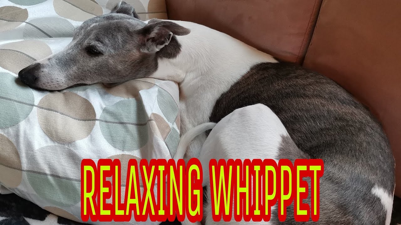 Relaxing Whippet/ Whippet be like. - YouTube
