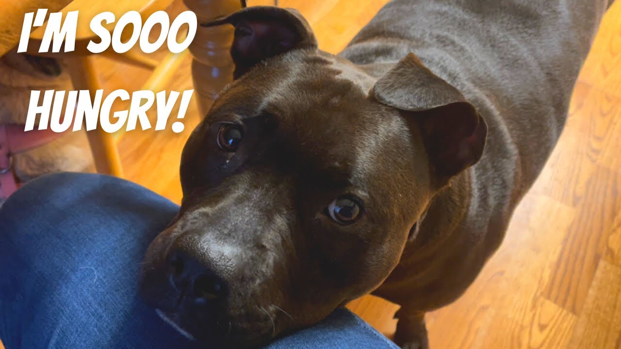 Sad Pitbull Dog Is So Hungry! (Pitbull Whining!) - YouTube