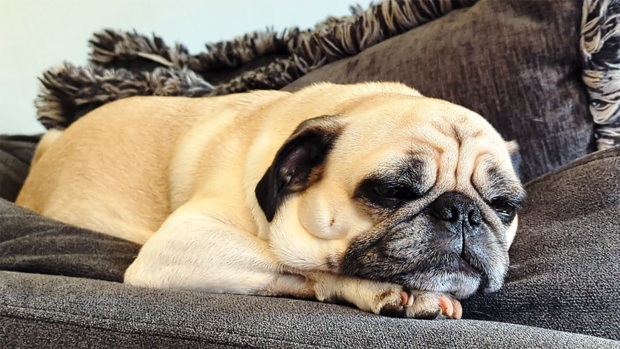 Pug rests with chin on right paw, picks up head and puts chin on left ...