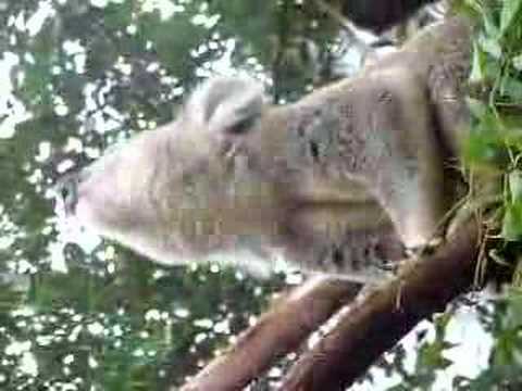wildlife world: sex & the koala.... - YouTube