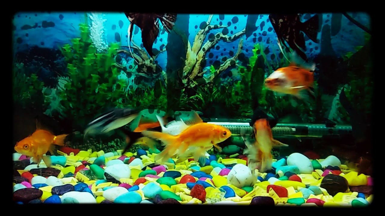 Aquarium 🎏 Fish House - YouTube