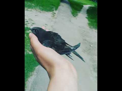 Чорний Стриж (Черный Стриж) - YouTube