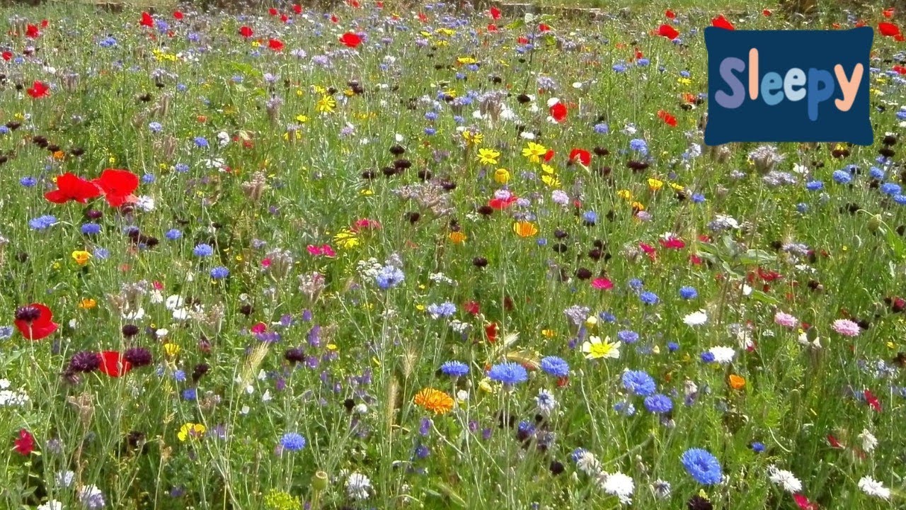 8 HOUR RELAXING MUSIC FOR SLEEP WITH A BEAUTIFUL SPRING MEADOW. - YouTube