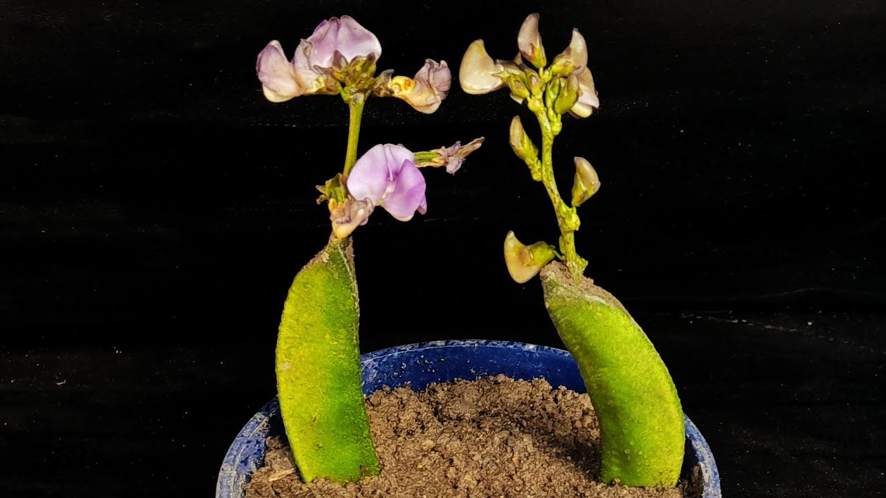 Grow SIM seedlings easily with SIM - YouTube