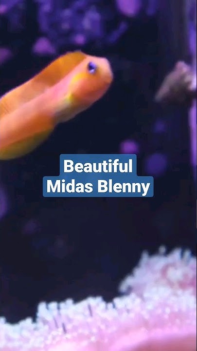 Midas Blenny in A Reef Tank! - YouTube