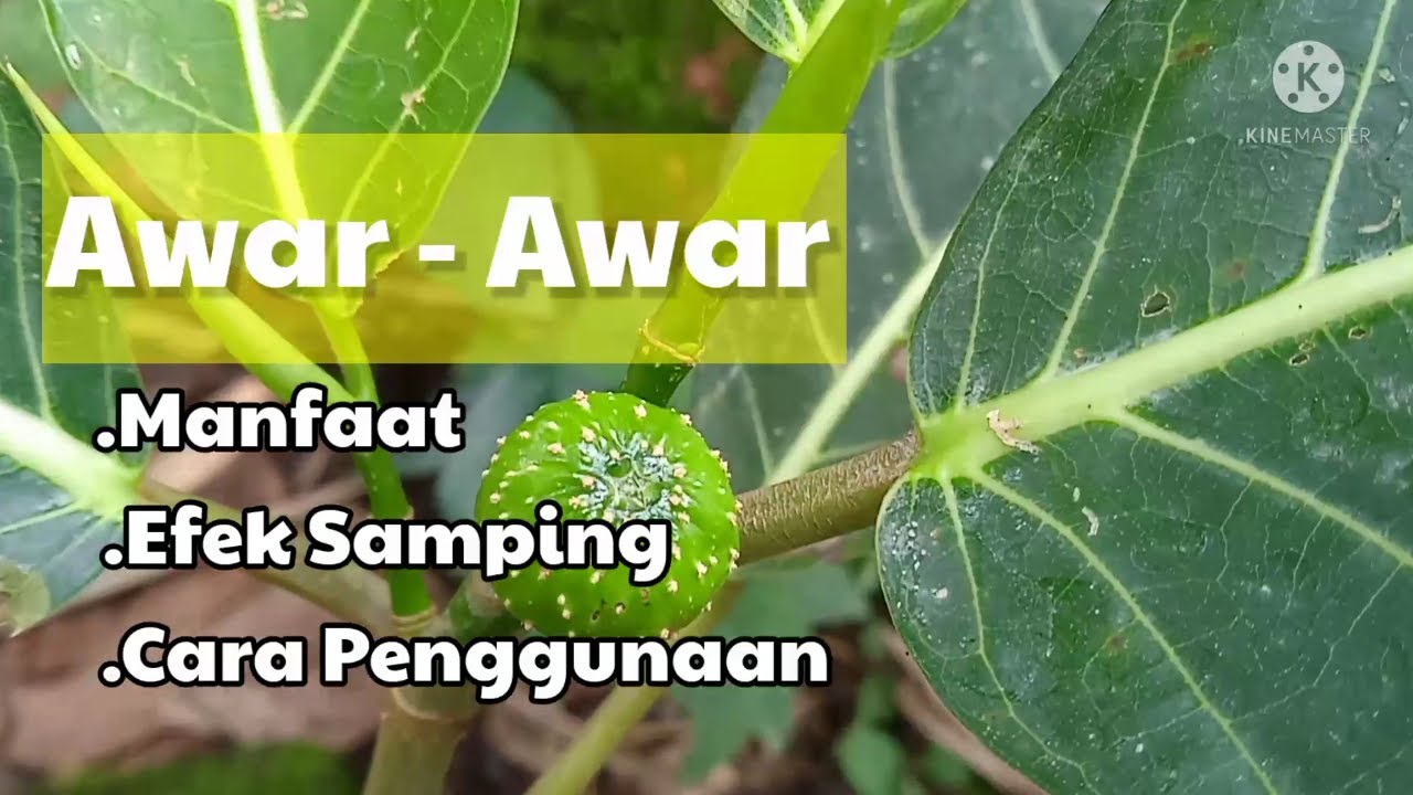 Tumbuhan Awar Awar - Manfaat, Efek Samping, Dan Cara Penggunaan - YouTube