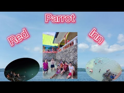 Red Parrot Inn (Birthday Celebration) - YouTube