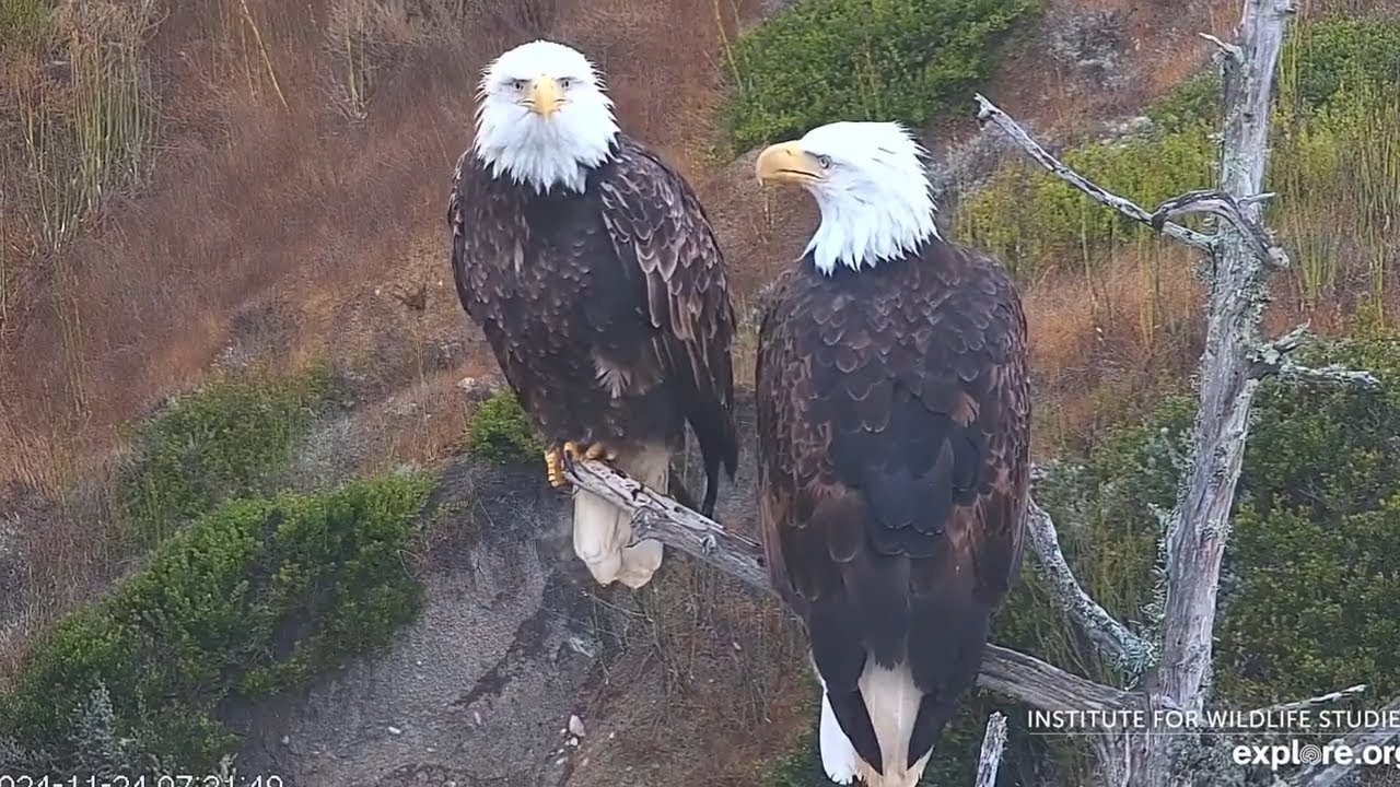 Audacity and Jak Explore Birds Bats Bees Sauces Bald Eagle - Channel ...