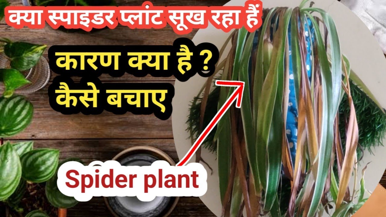How To Save Spider Plant And Brown Tip Problem |Complete Care Of Spider ...