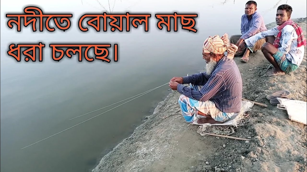 পচা পুঠি মাছ দিয়ে বোয়াল শিকার চলছে নদীতে | Boal Fish Catching In River || Abdullah Fishing bd ...