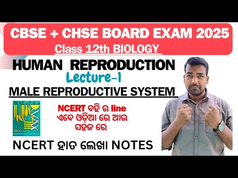 MALE REPRODUCTIVE SYSTEM || HUMAN REPRODUCTION CLASS 12 || NCERT ...