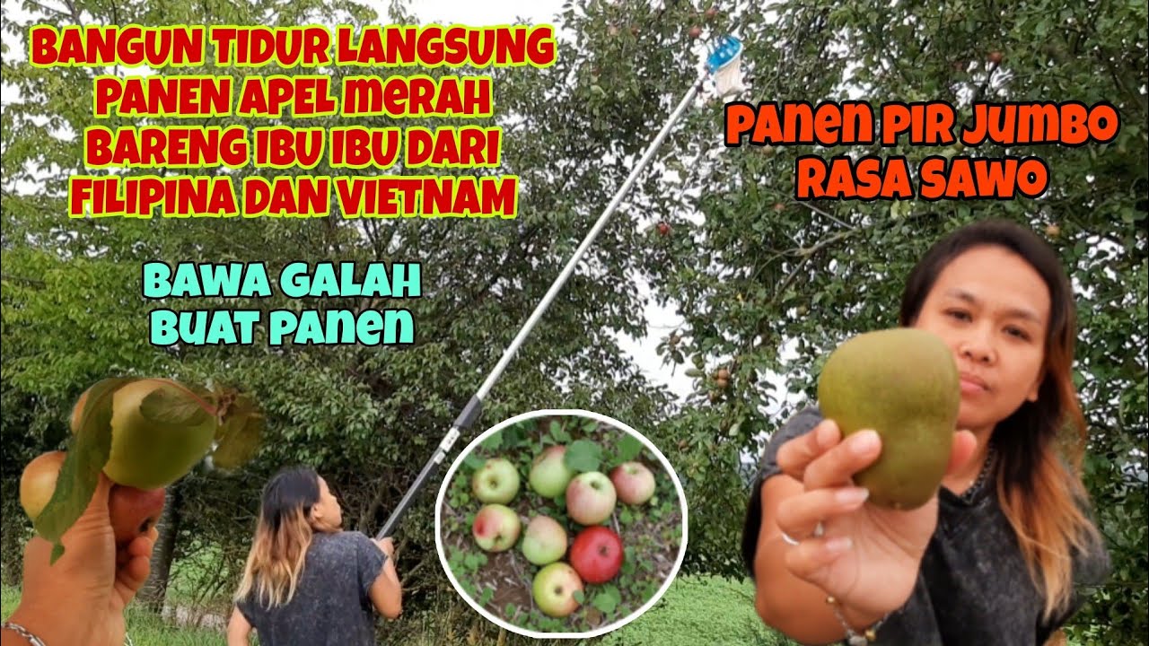 PANEN APEL MERAH DAN PIR SAWO BARENG IBU IBU DARI FILIPINA DAN VIETNAM ...