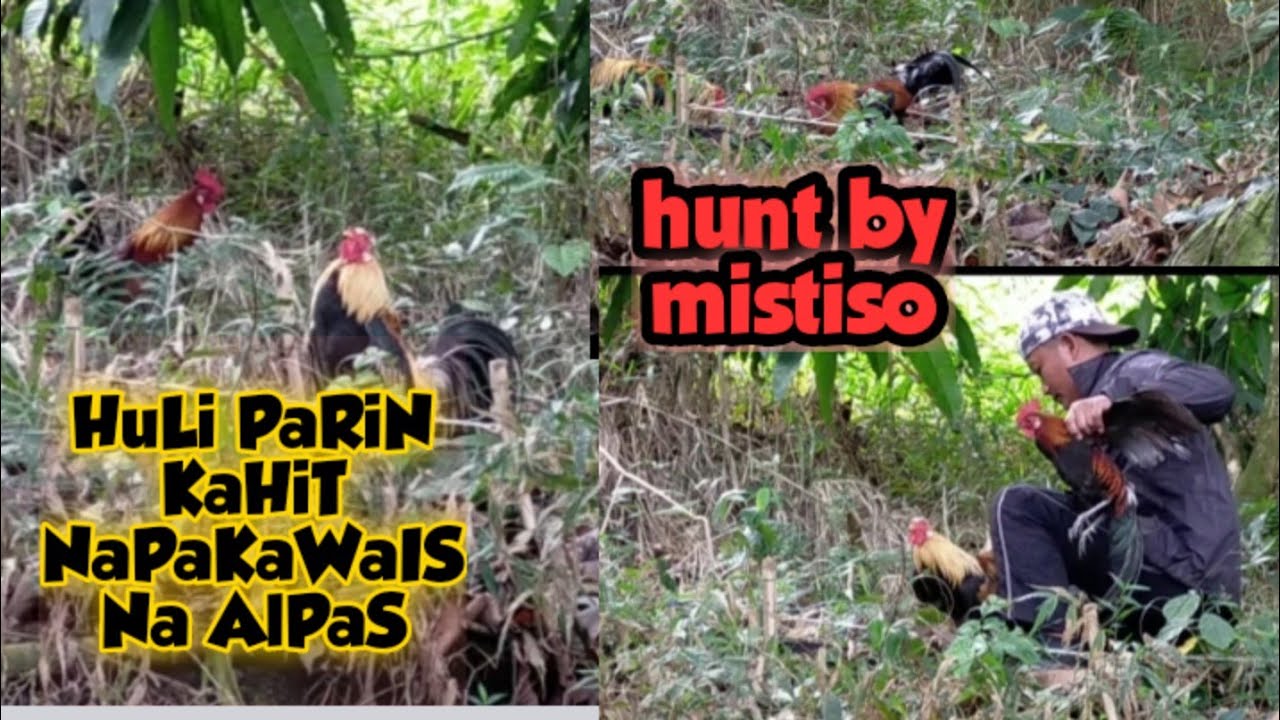 Red Jungle Fowl ep3:Hunting Wild Chicken (LABUYO)Huli parin KaHiT npaka ...