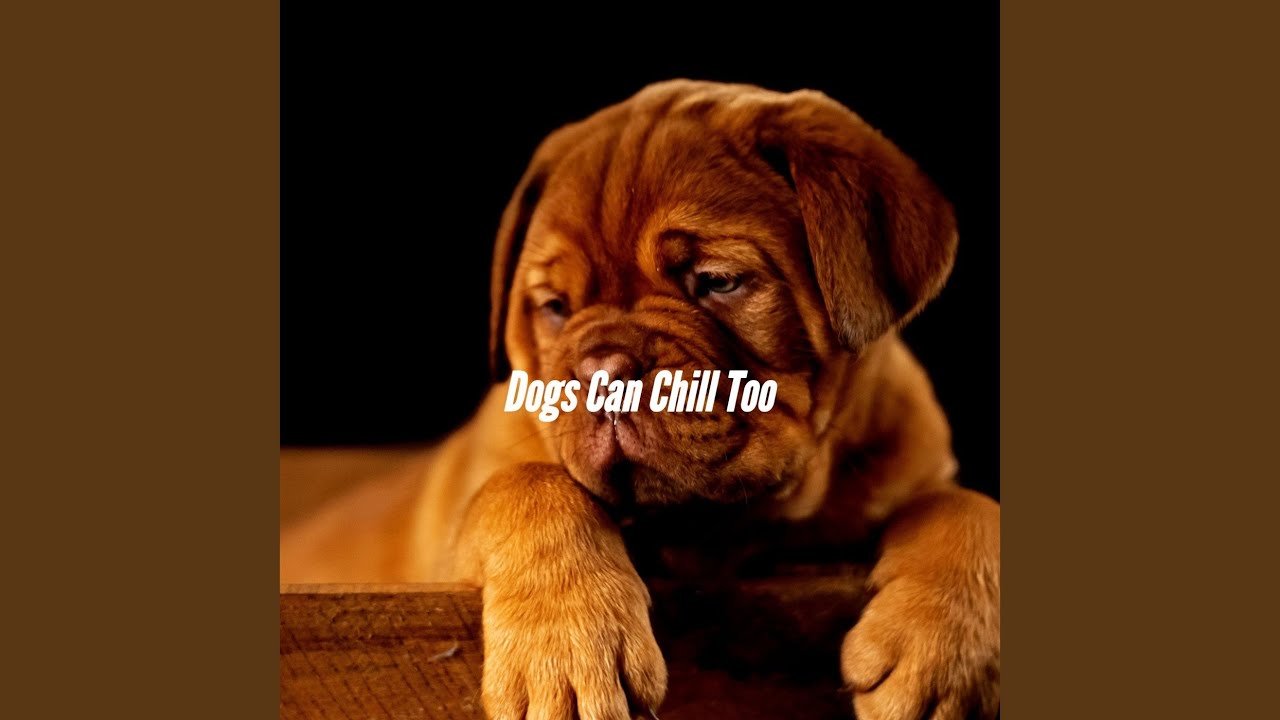 Number One Classy Pups - YouTube