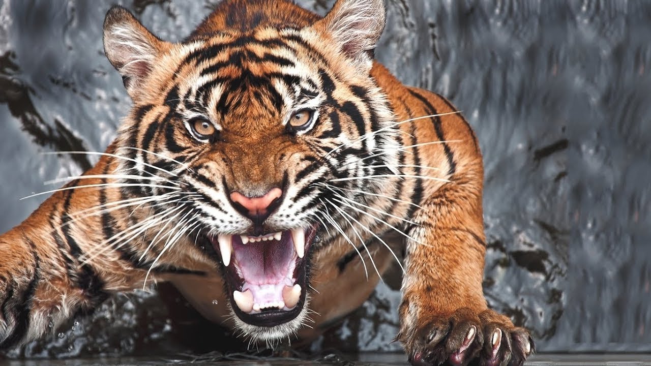 Esta es la Razón por la que el Tigre es el Animal más Peligroso | Tigre vs... - YouTube