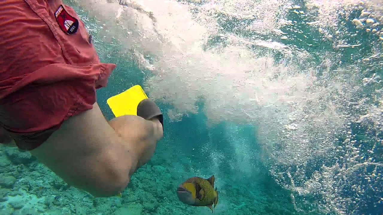 Titan Triggerfish Attack - YouTube