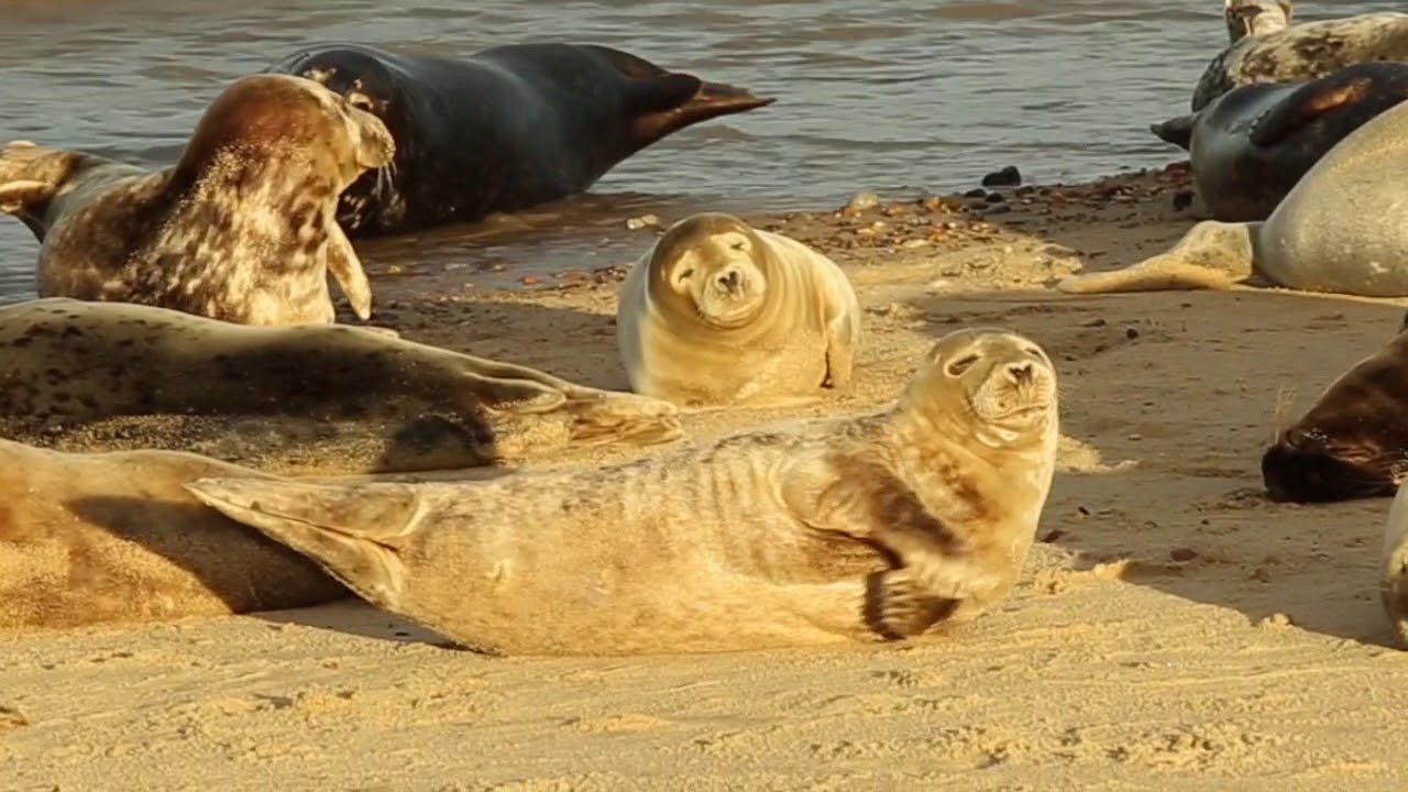 Horsey seals, near Winterton-on-Sea, Norfolk - YouTube