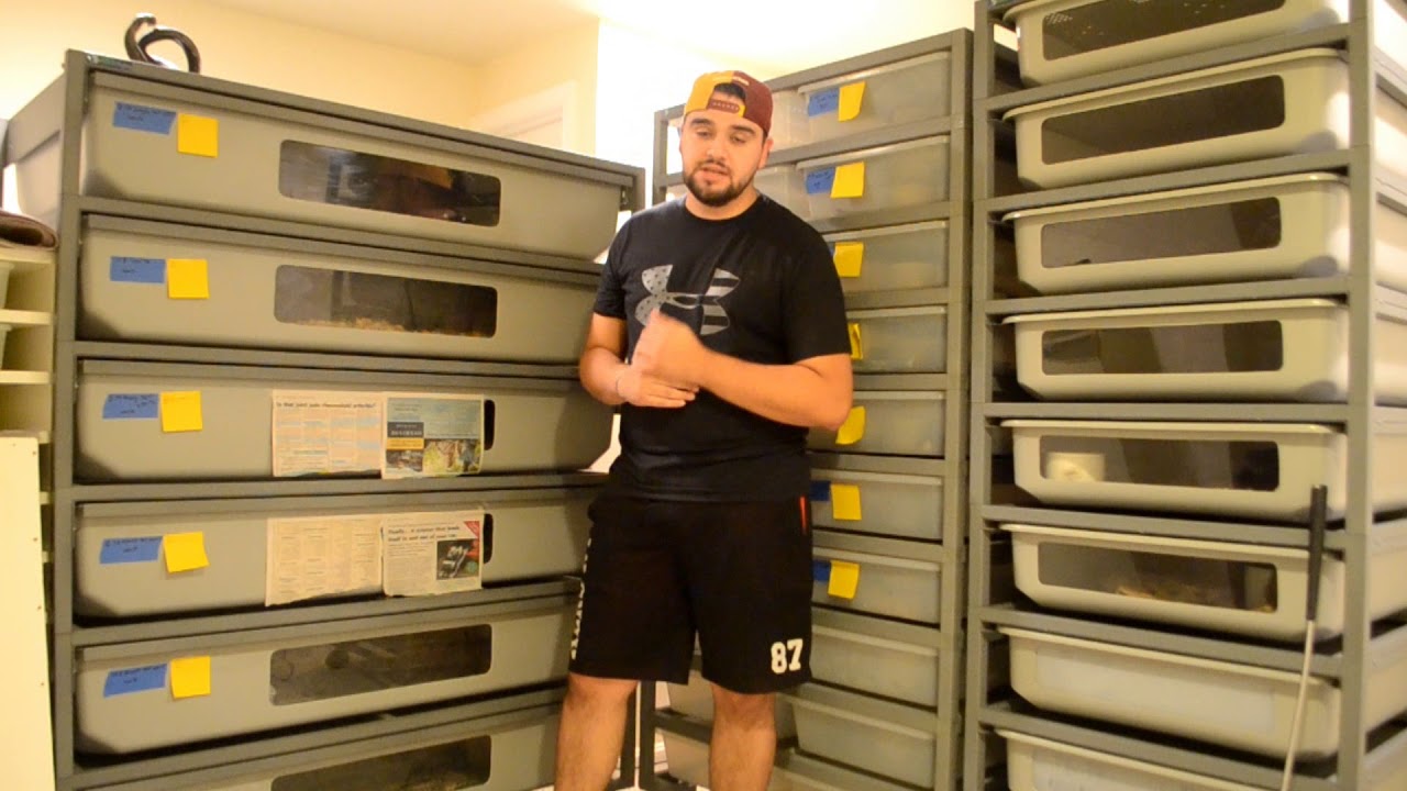 New additions! ARS caging -EpicMorph - YouTube