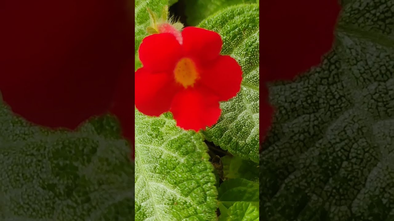 Episcia varities|Episcia Reptans|Flame violate|different types ...