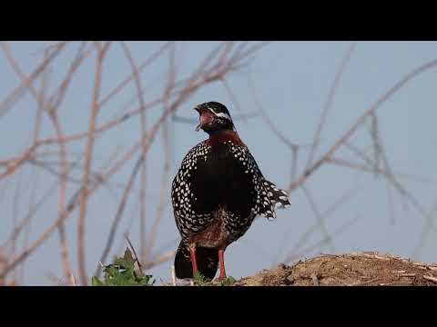 Hiç turaç sesi duydunuz mu? nadide yerli kuşlarımızdan olan ve muhteşem sesiyle..