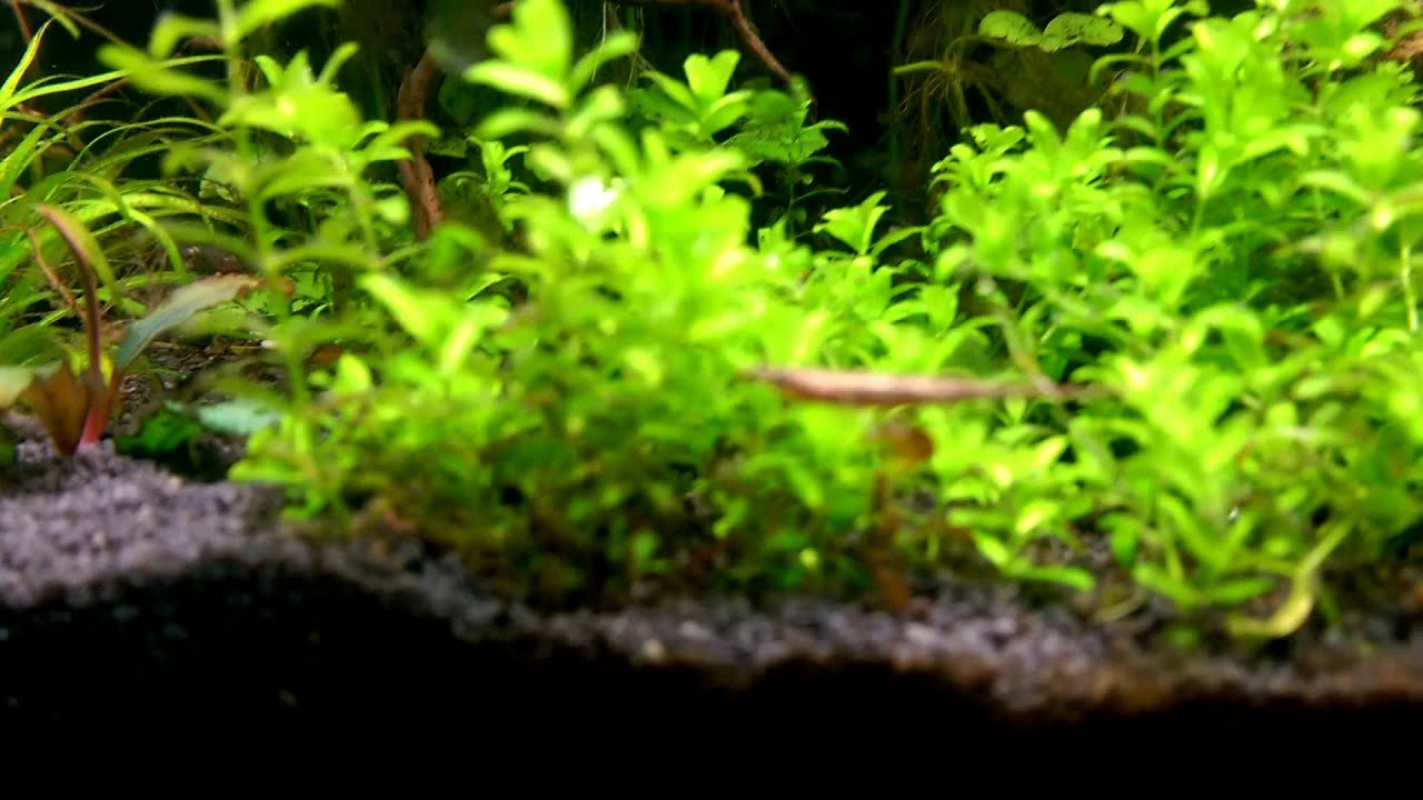 Rare Toothpick tropical fish - YouTube