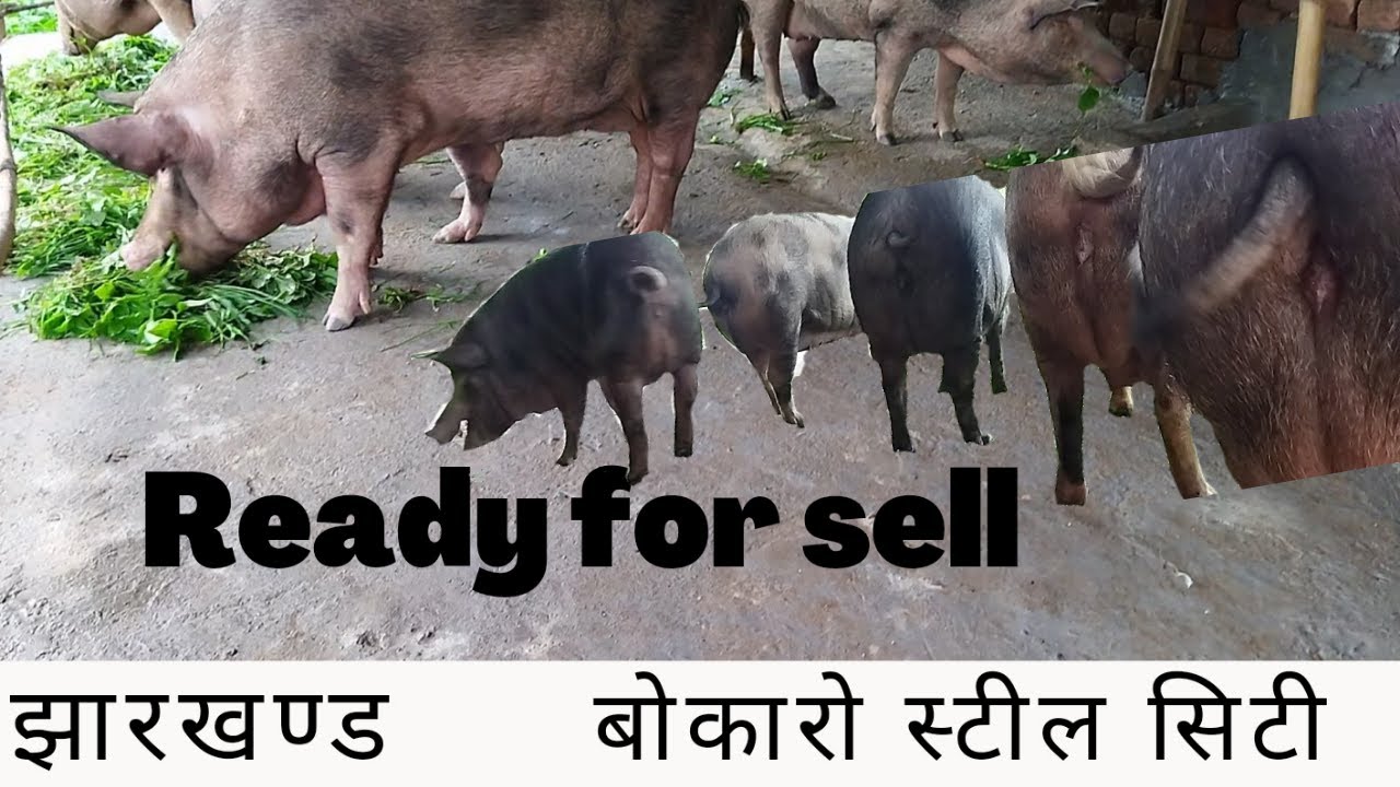 Ready For Sell # Bokaro Steel City Farmer # TND Pig For Sell# Pig ...