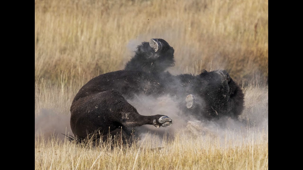 Bison Wallow - Yellowstone National Park Oct. 2024 - YouTube