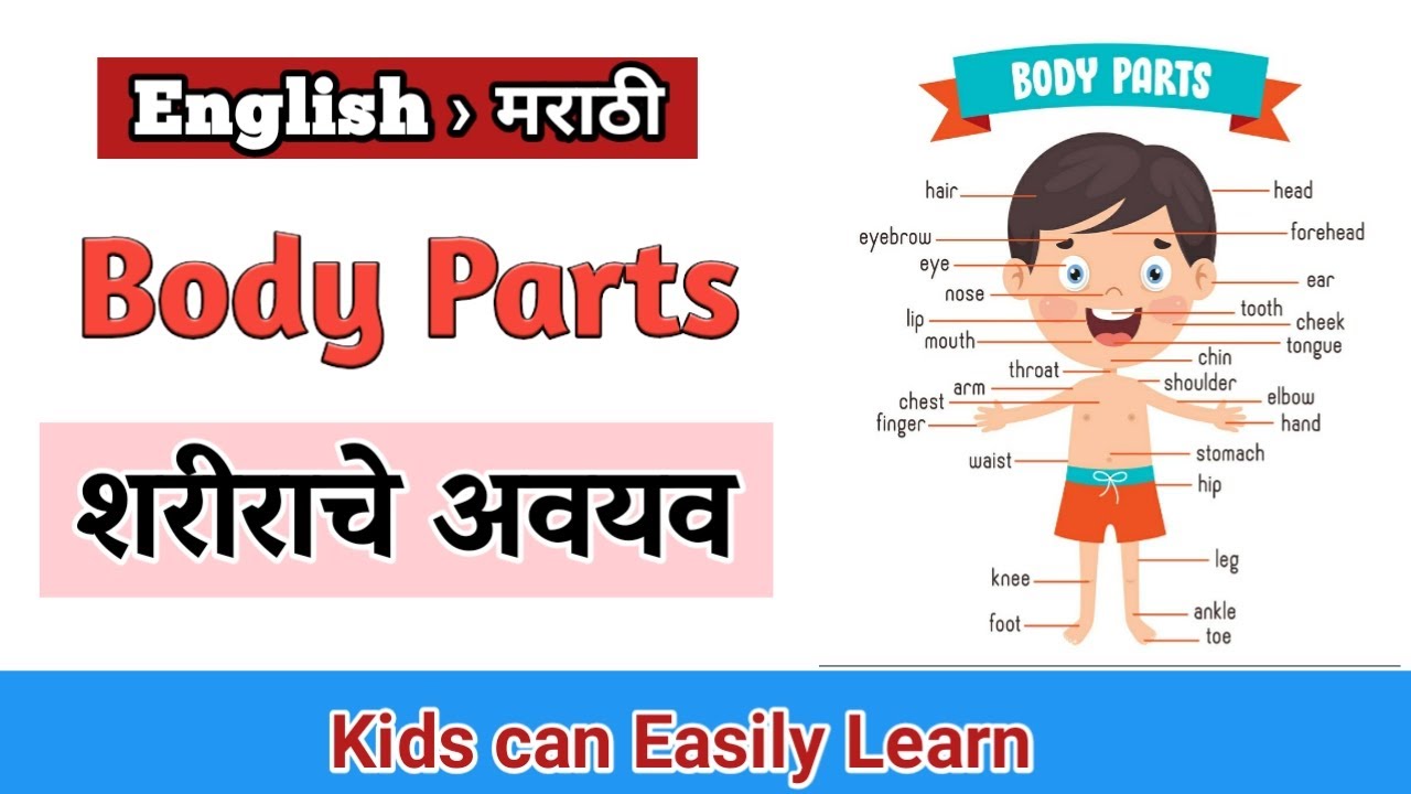 Name of Body Parts English to Marathi | शरीराचे अवयव | Learn Body Parts ...