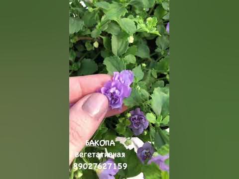 Бакопа махровая #бакопа #вегетативка #цветывкашпо #дачныйсезон - YouTube