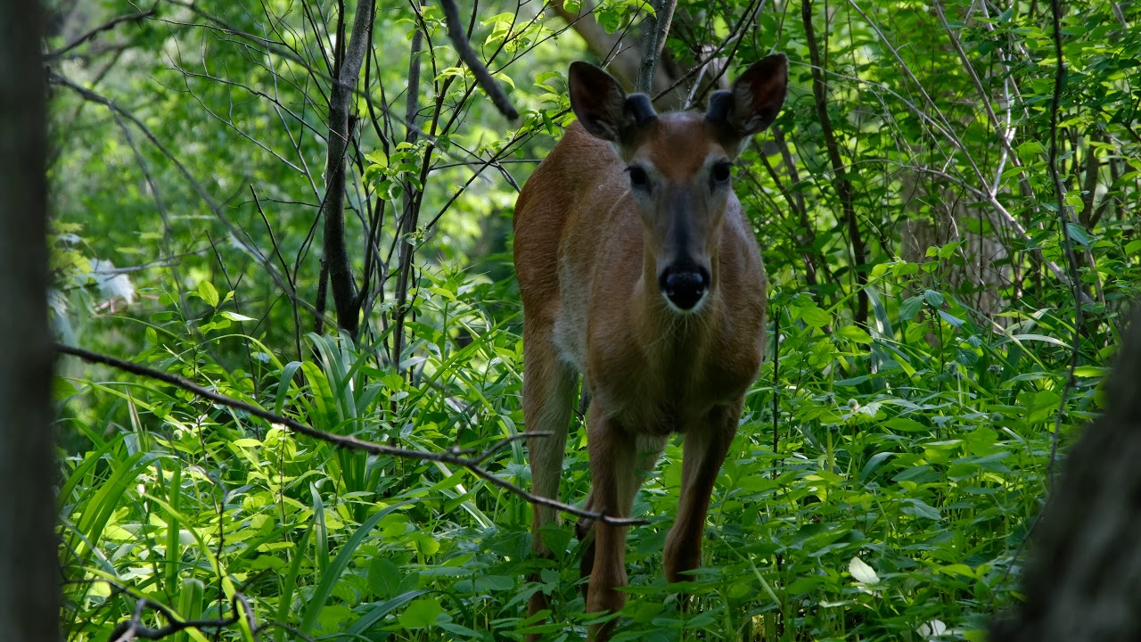 Young Milwaukee Buck Urinating on Tarsal Glands - YouTube