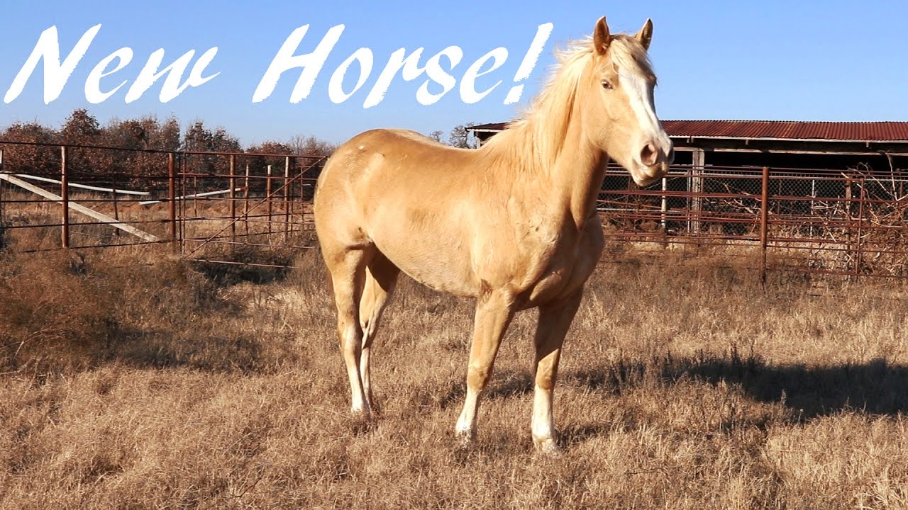 My New Horse!!! - YouTube