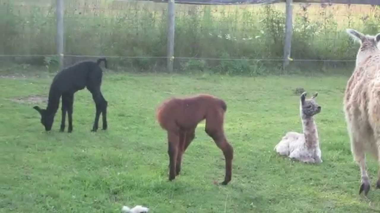 FULL ARGENTINE MINIATURE LLAMA CRIA w/ APPALOOSA markings!!!! - YouTube