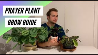 How to Grow Prayer Plants - Basic Care Guide