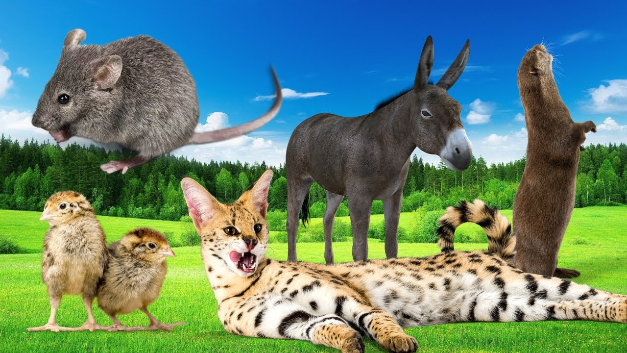 Farm & Wild Animal Sounds : Cat, Dog, Lion, tiger, Horse, Donkey, Wolf ...