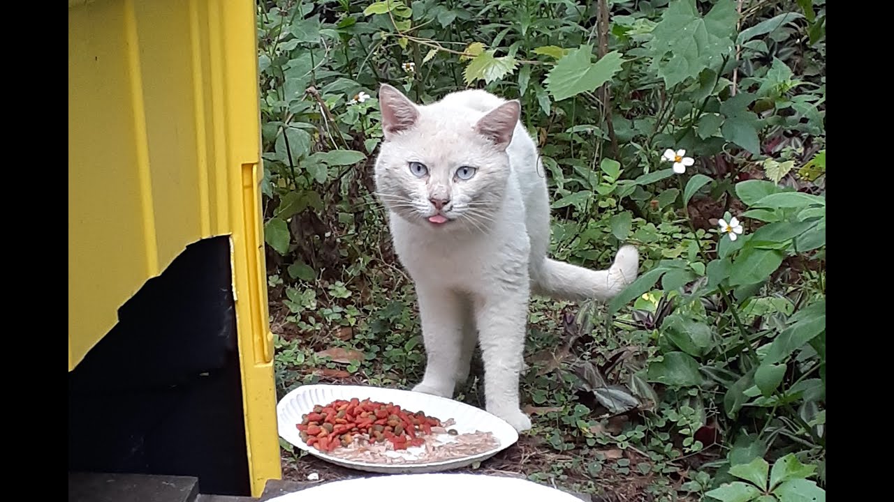 Sinatra the Cat from living on the street to purrfect forever home ...