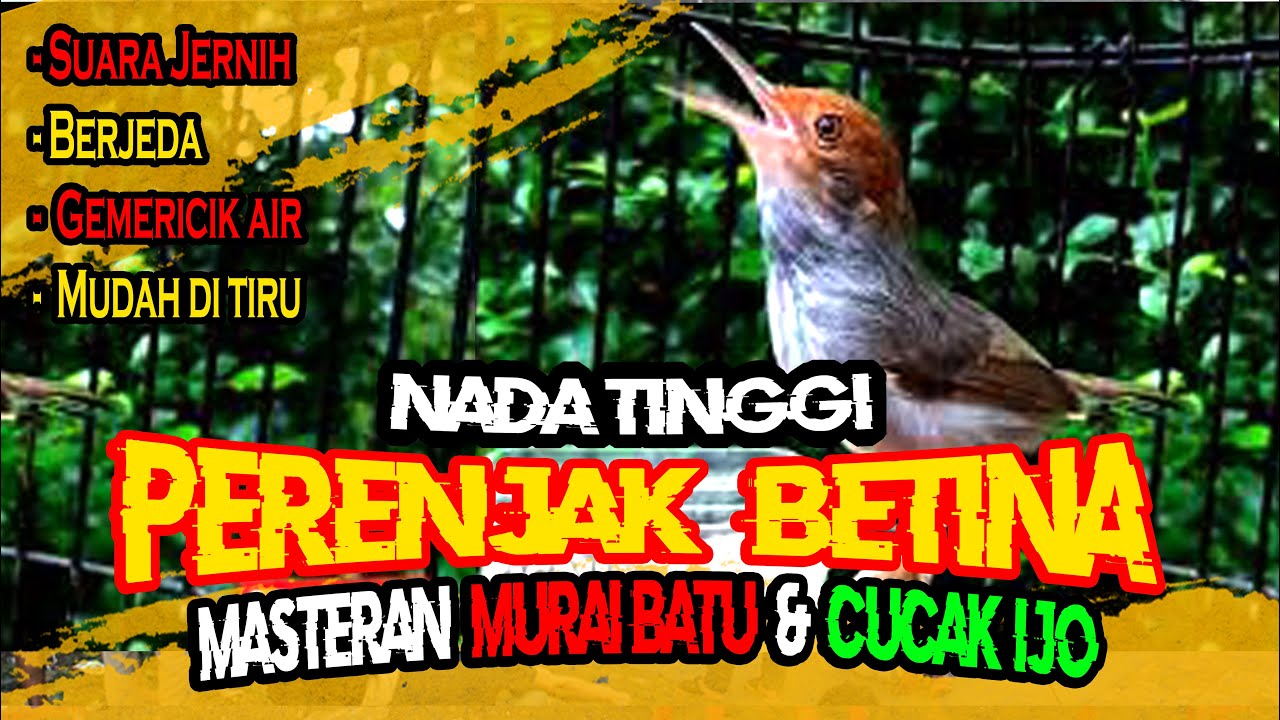 Masteran Perenjak Betina | download masteran murai juara nasional full ...