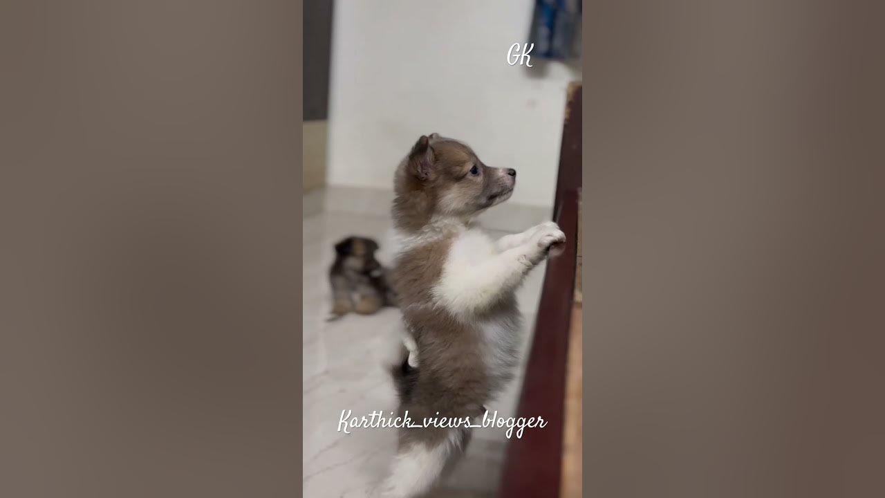 #puppy #petlover #doglover ⁠ #Instagram karthick___views___blogger @Karthick_views_Blogger - YouTube