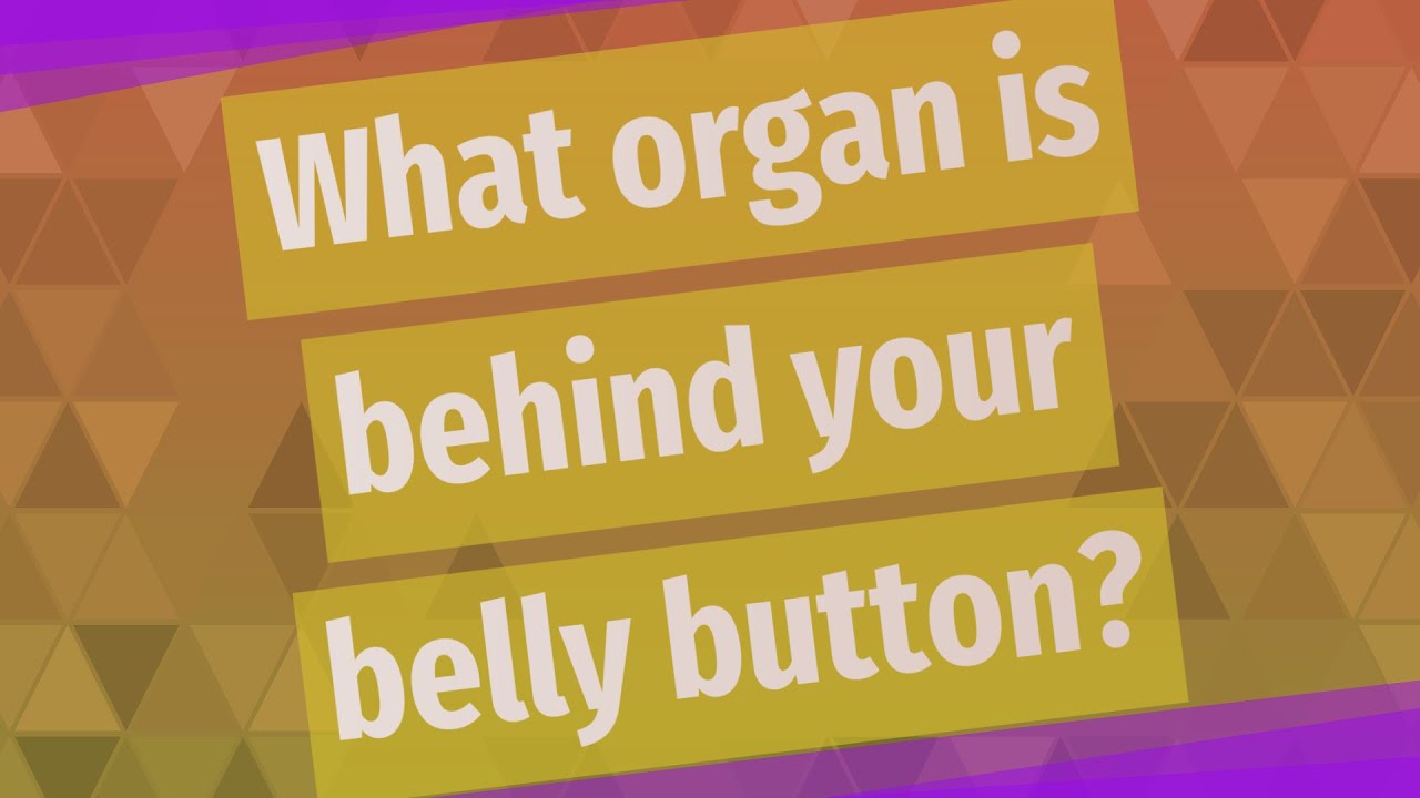 What Organ Is Behind Your Belly Button YouTube