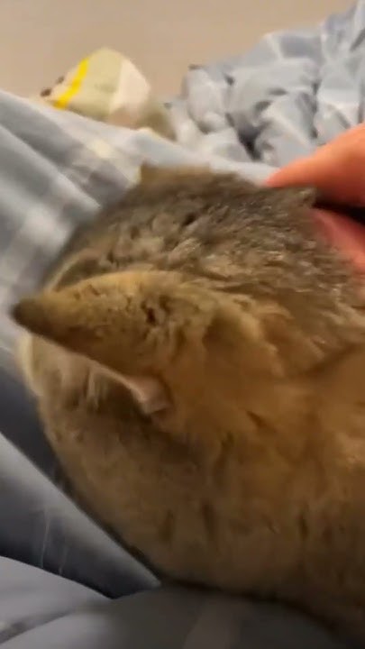 Funny cat #youtubeshorts #shorts - YouTube