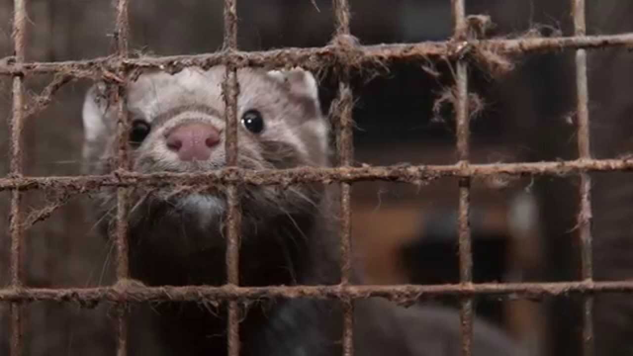 Fur Farms in Norway - YouTube