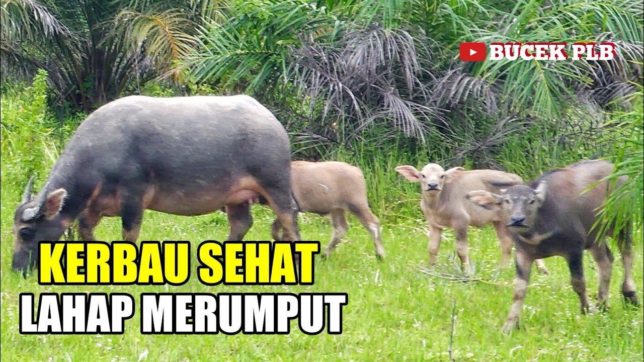 KERBAU SEDANG MERUMPUT - kerbau gemuk makan rumput - YouTube