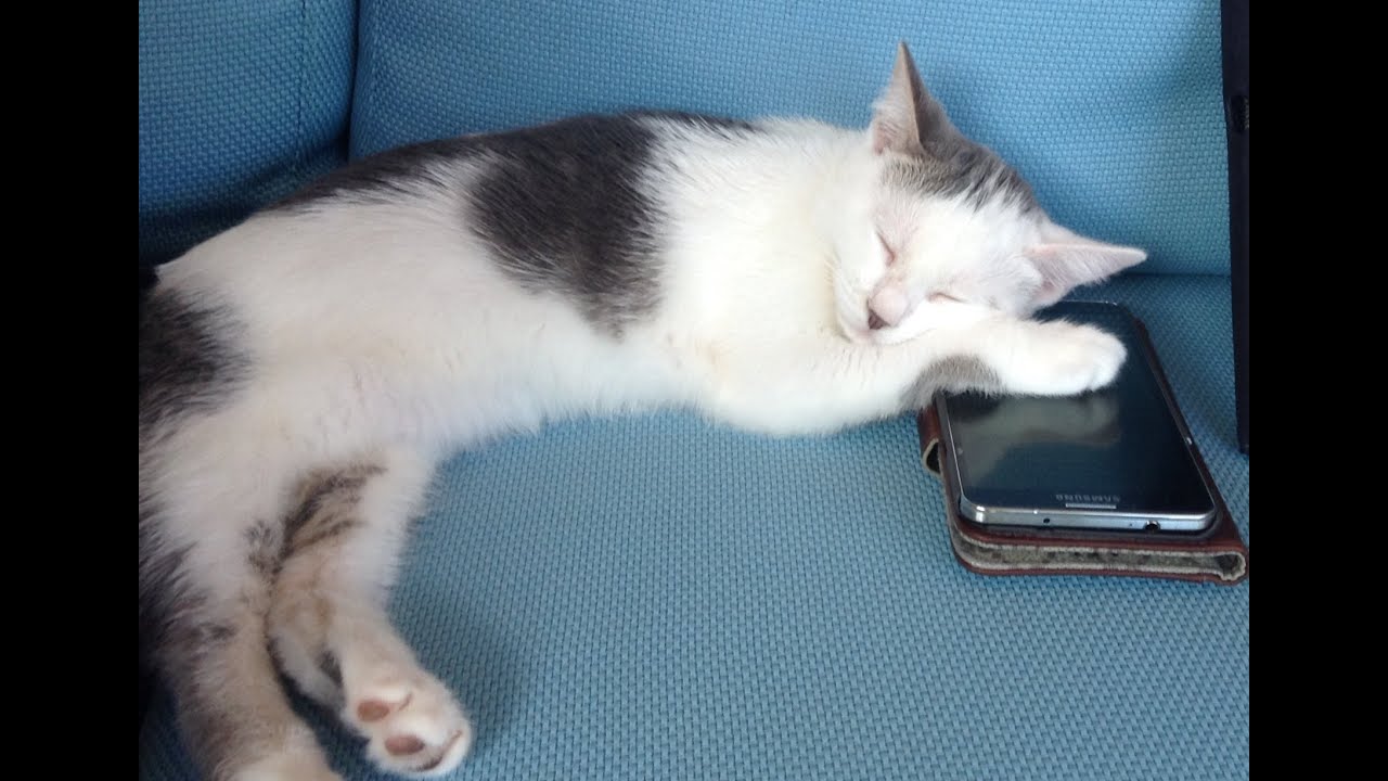 The Spooky House of "Fancy" The Cat Movie - YouTube