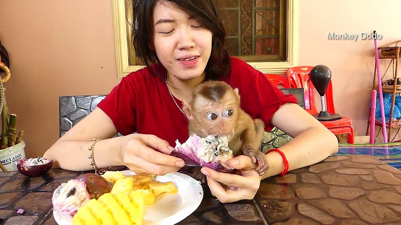 Baby Monkey Dodo Very Surprise To Get Much Sweet Milk Fruit - YouTube