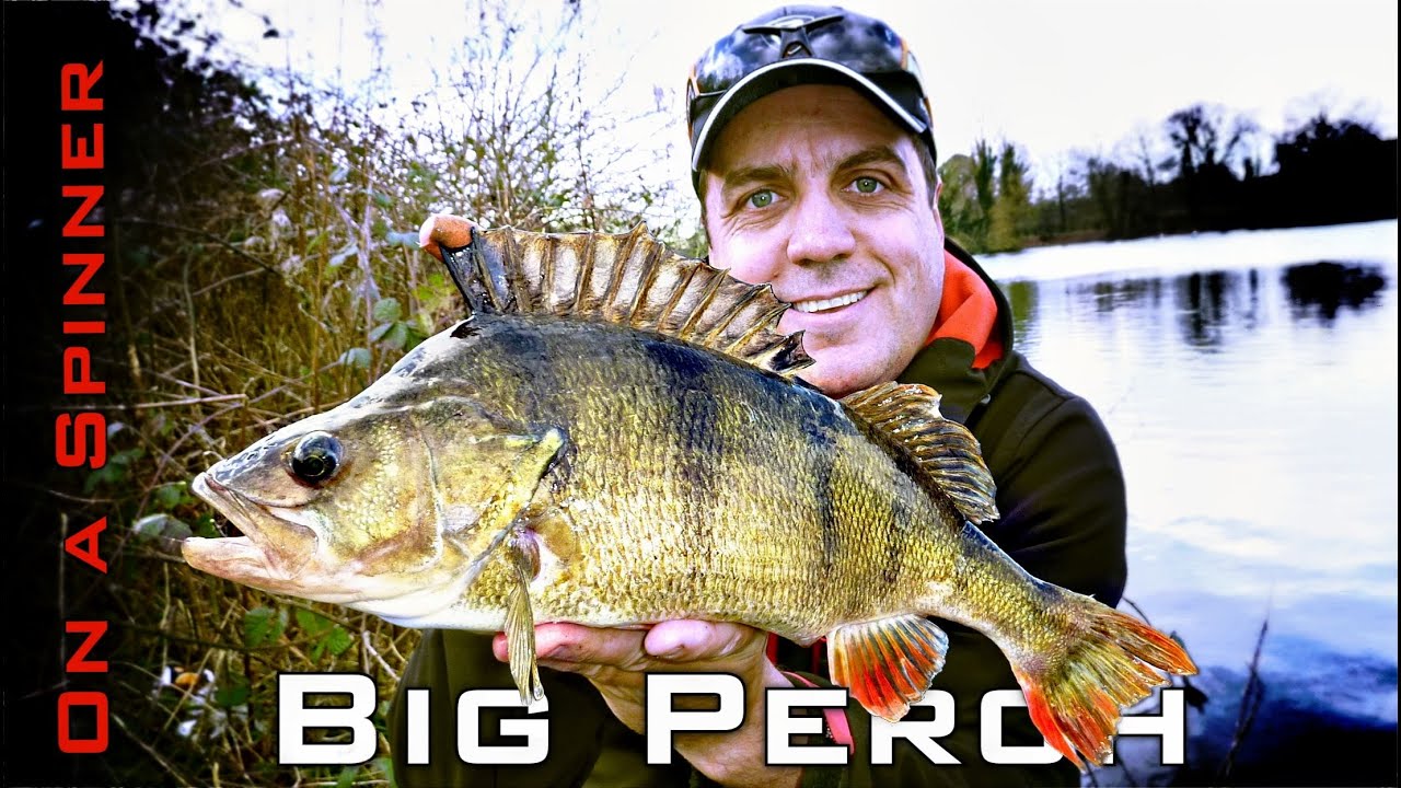 Big Perch on a Spinner - YouTube