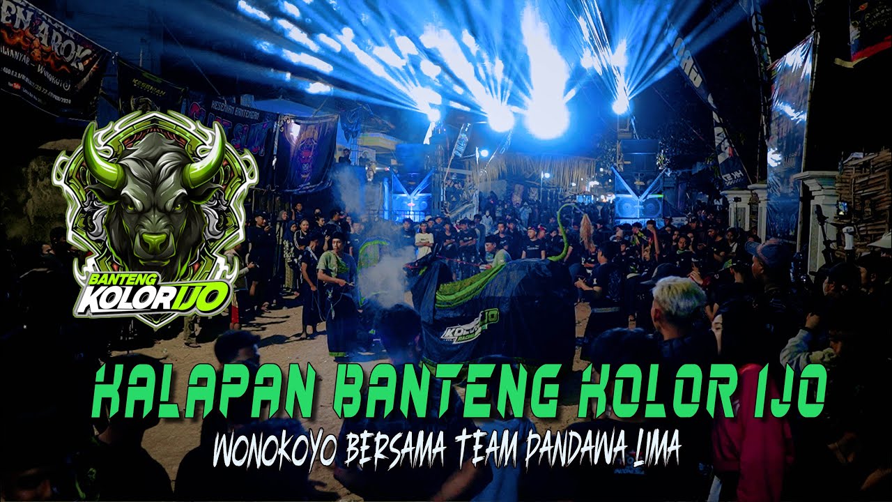 KALAPAN BANTENG KOLOR IJO TERBARU BERSAMA TEAM PANDAWA LIMA WONOKOYO ...