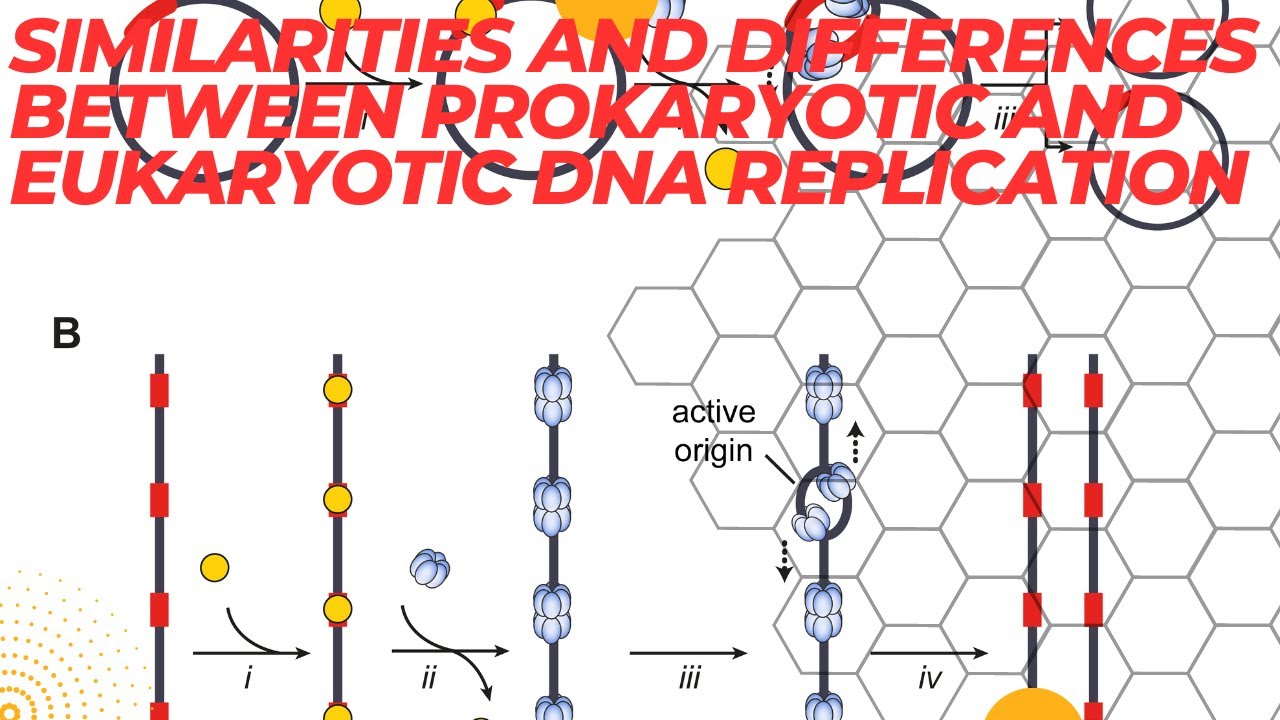 Similarities and differences between prokaryotic and eukaryotic DNA ...