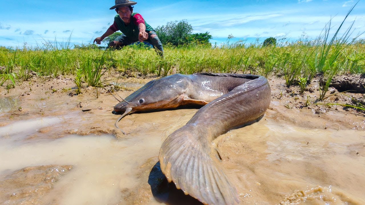 Amazing fishing! Catch a lot of fishes in the grass at field by best ...