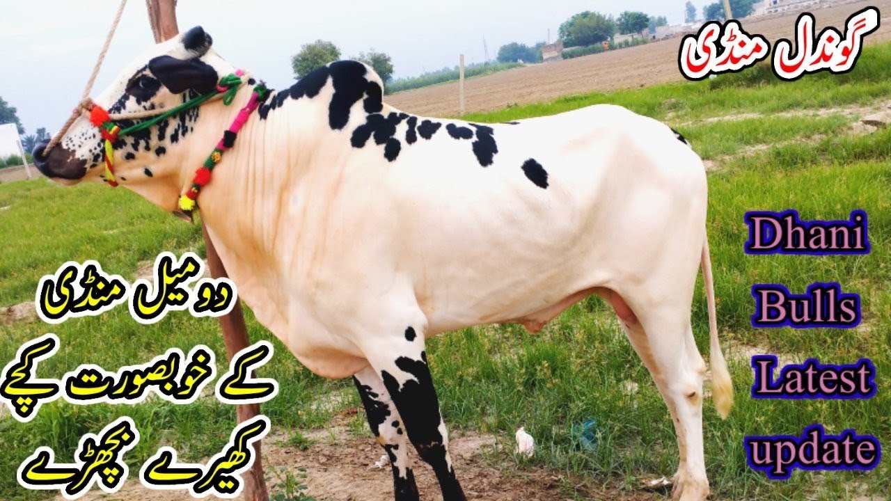 Gondal Mandi Latest Update 19 August 2022|Today Gondal Mandi Latest ...